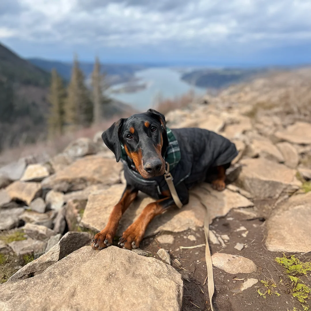 Family Pet Clinic Of Newberg | Best Vet Clinic In Newberg, OR