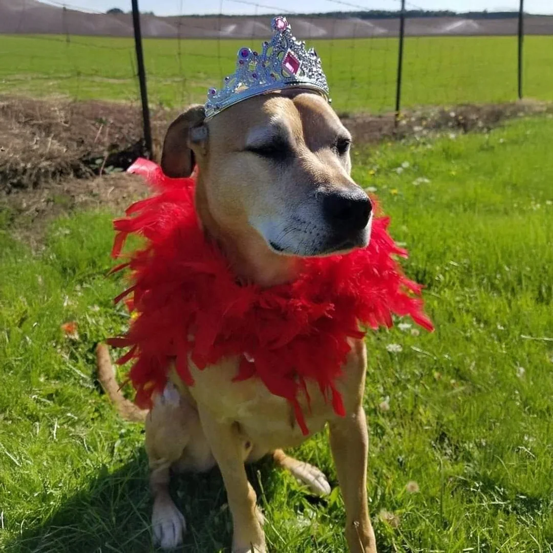 Pet Euthanasia In Newberg, OR | Family Pet Clinic Of Newberg