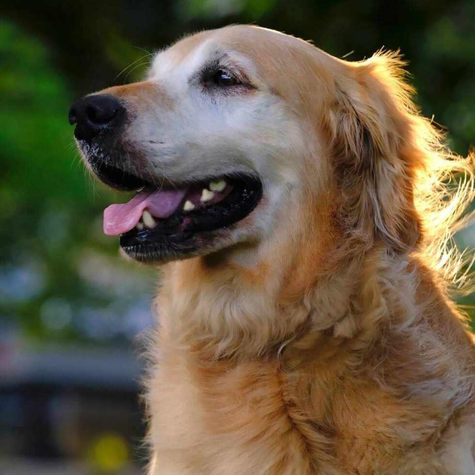 Geriatric Pet Care In Newberg, OR | Family Pet Clinic Of Newberg