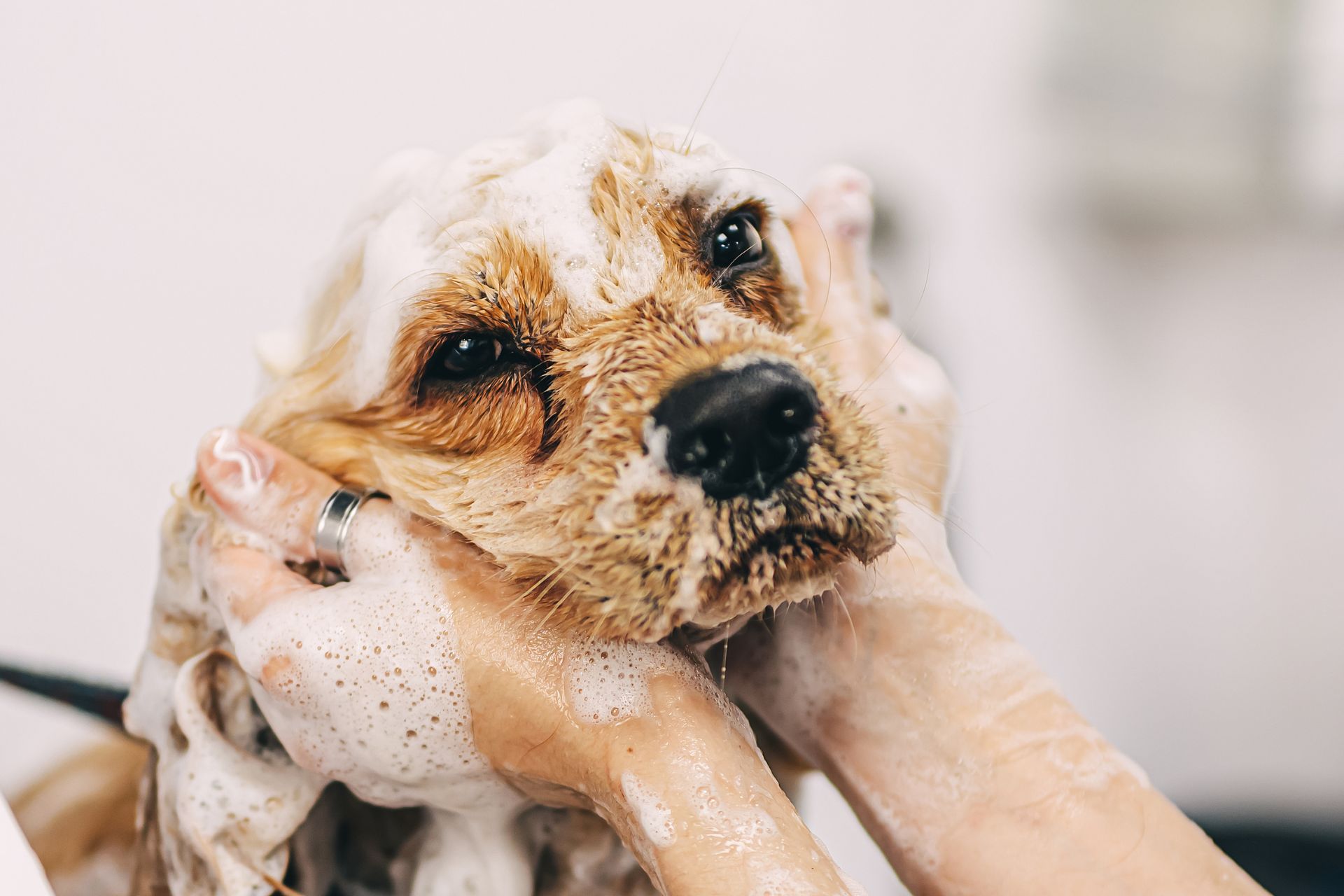 Pet Grooming In Newberg, OR | Family Pet Clinic Of Newberg